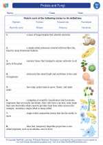 Protists and Fungi. 7th Grade Science Worksheets and Answer key, Study Guides and Vocabulary Sets.