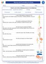 Moving and Controlling the Body. 6th Grade Science Worksheets and ...